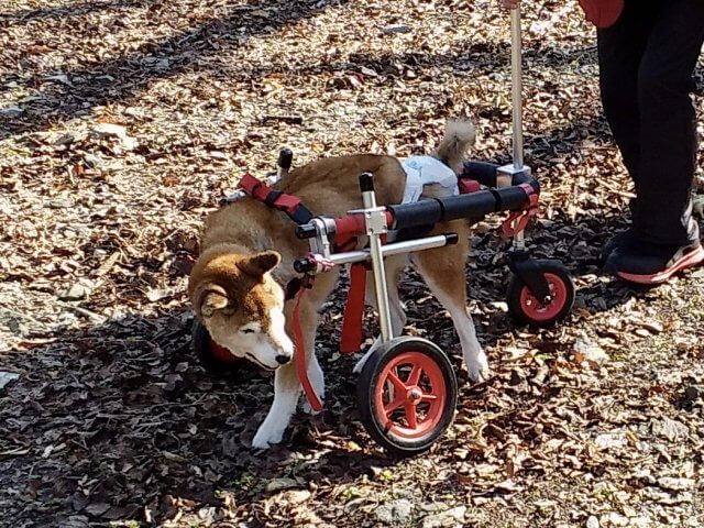 2026.01.14 ちゃこちゃん♪ ｜お客様の声｜はな工房